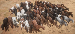 Pimp My Horse - Scripts - RDR2Mods.com