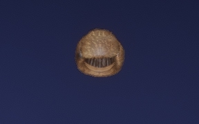 Sobol Hat - Hats - RDR2Mods.com