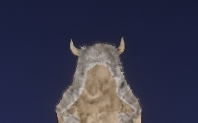 Legendary White Bison Hat - Hats
