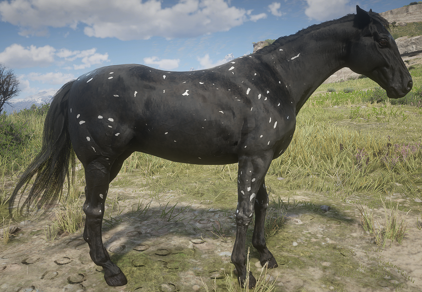 A_C_Horse_Appaloosa_BlackSnowflake - RDR2 Ped Model Database